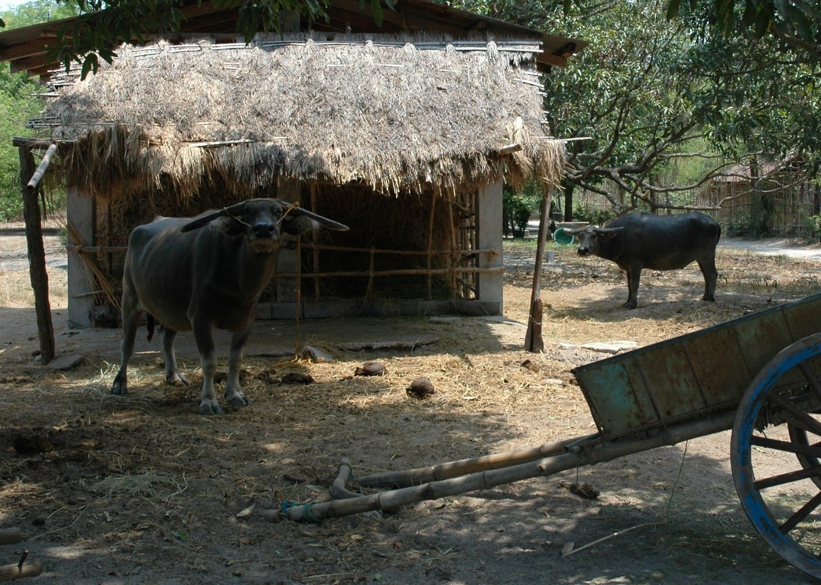 Naquem.: Haw, Haw, the Karabaw. Part 1.
