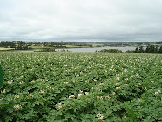 Randall and Elisabeth's Homebase: Roguing Seed Potatoes......