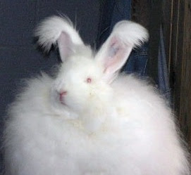 Mountain Top: ANGORA: grooming and shearing