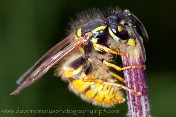 Irish Wildlife Photography