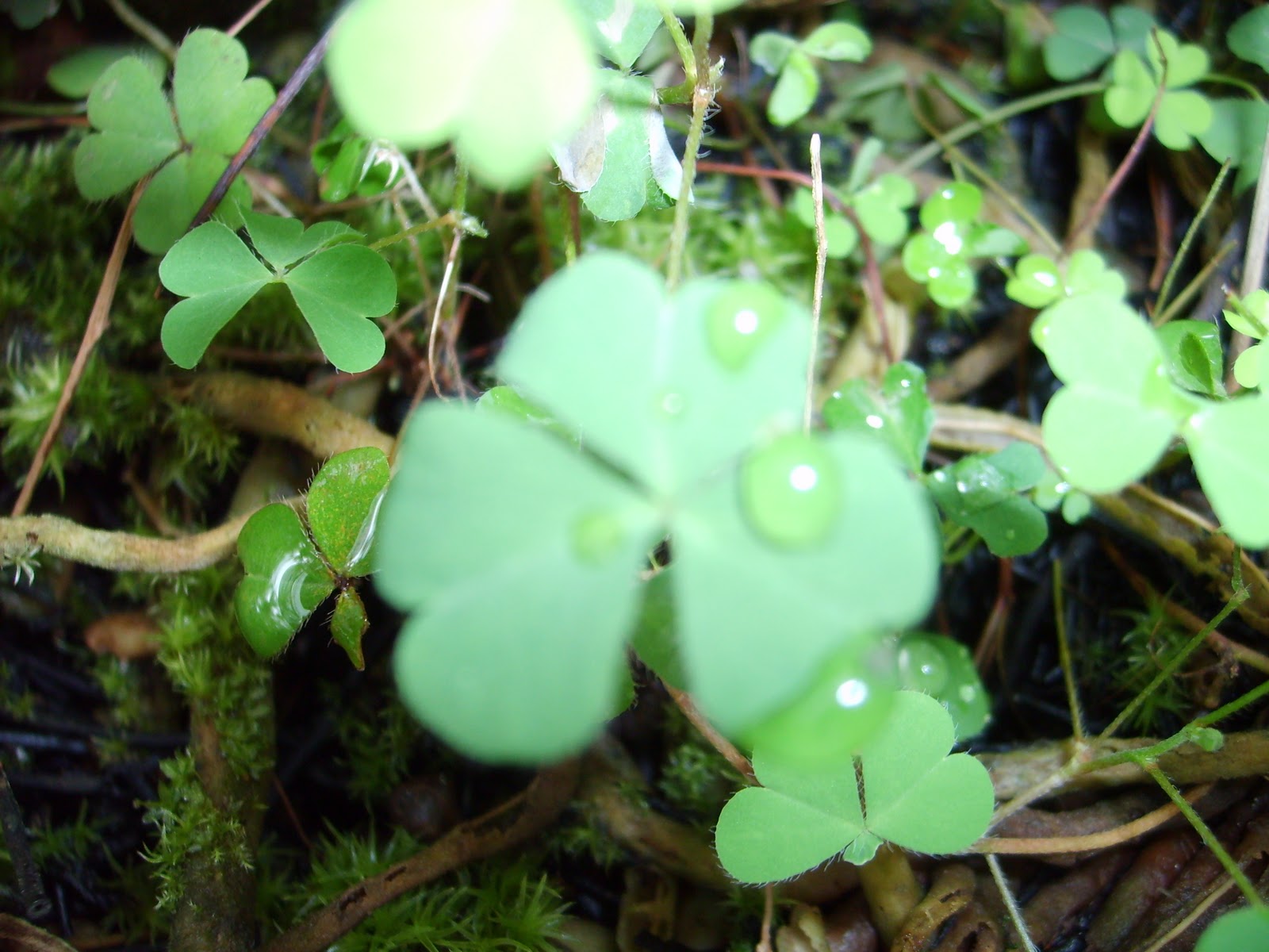 Semanggi (paku semanggi) | Biology Is My Style