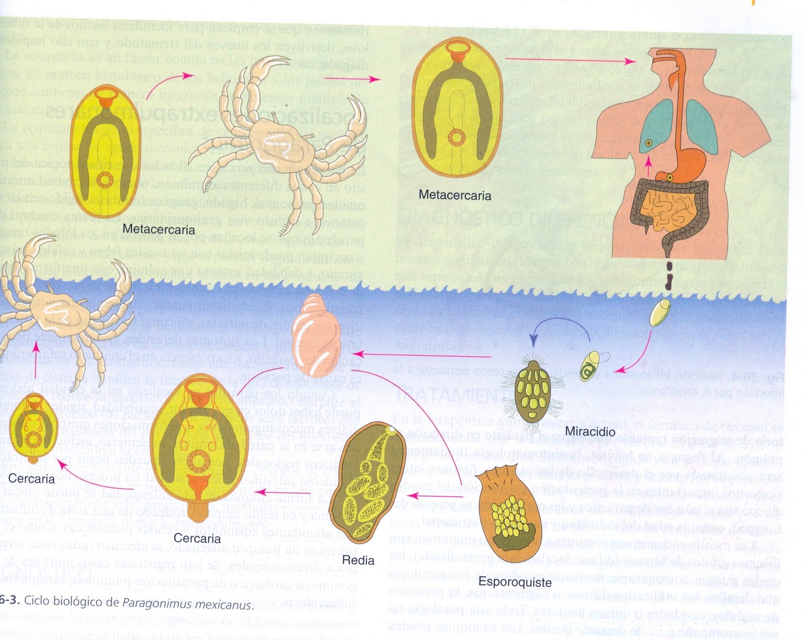 Microbiologia: parasitos Fasciola paragonimus: Ciclo biologíco de una ...