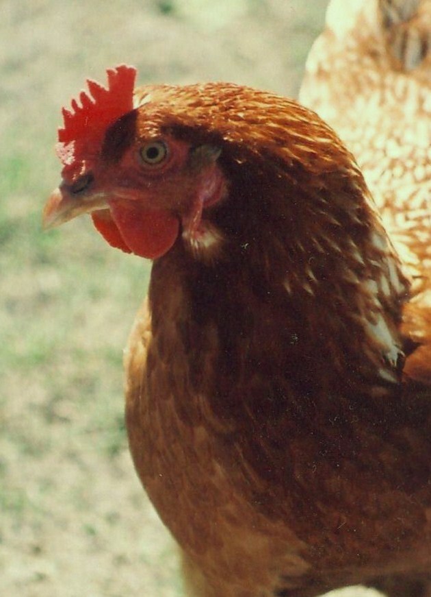 Free Range Eggs: De-beaked and full beaked chickens