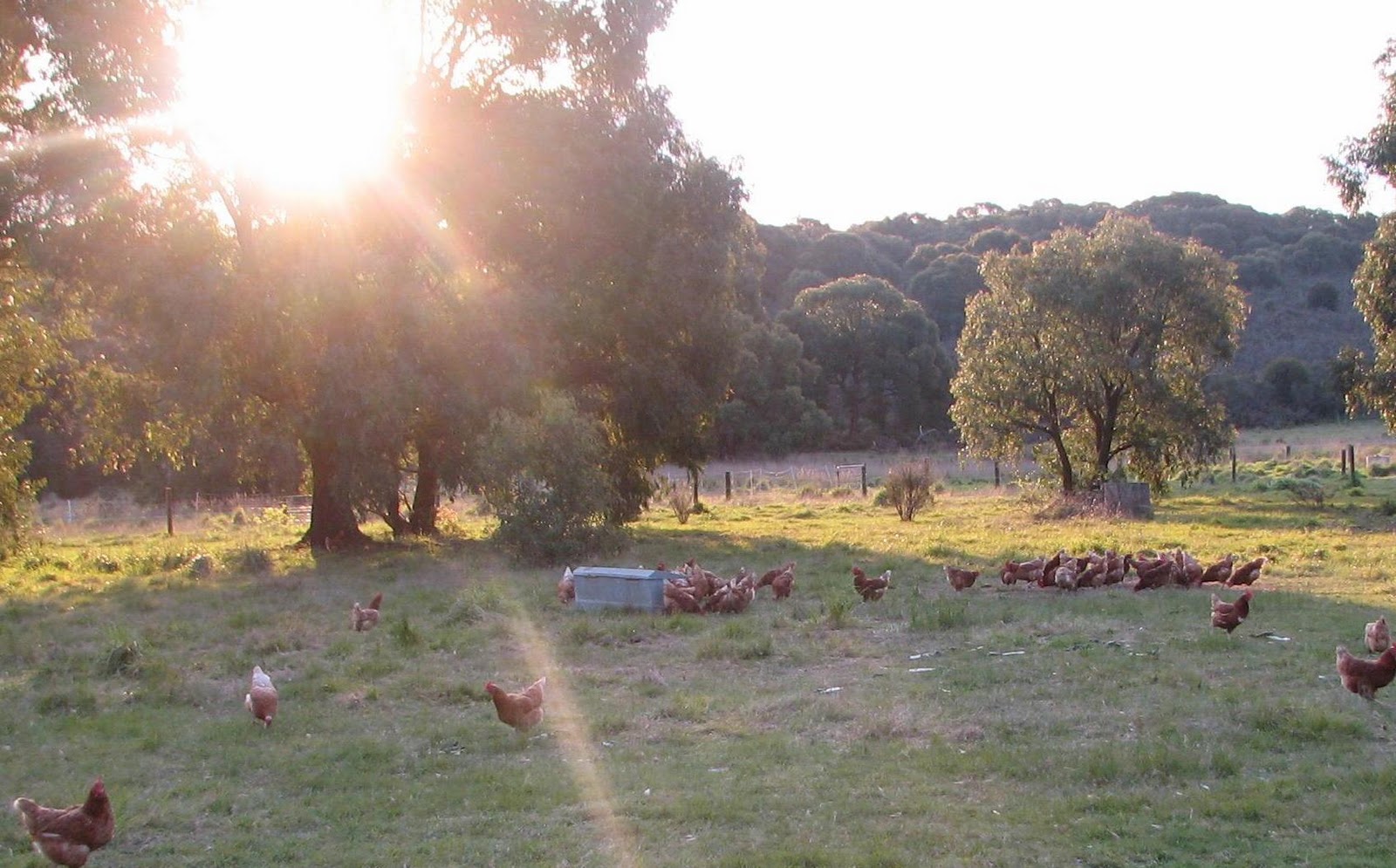 Free Range Eggs: September 2010