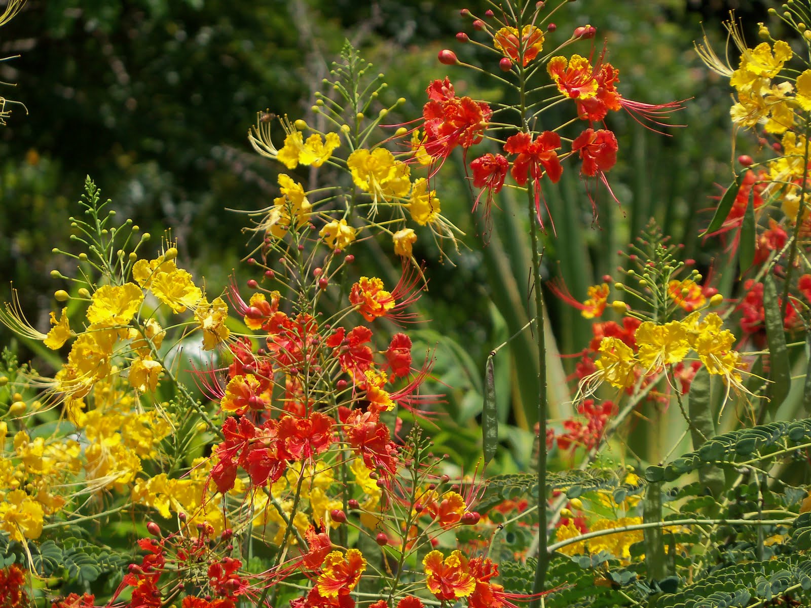 Enchanted Warrior: -ALOHA-