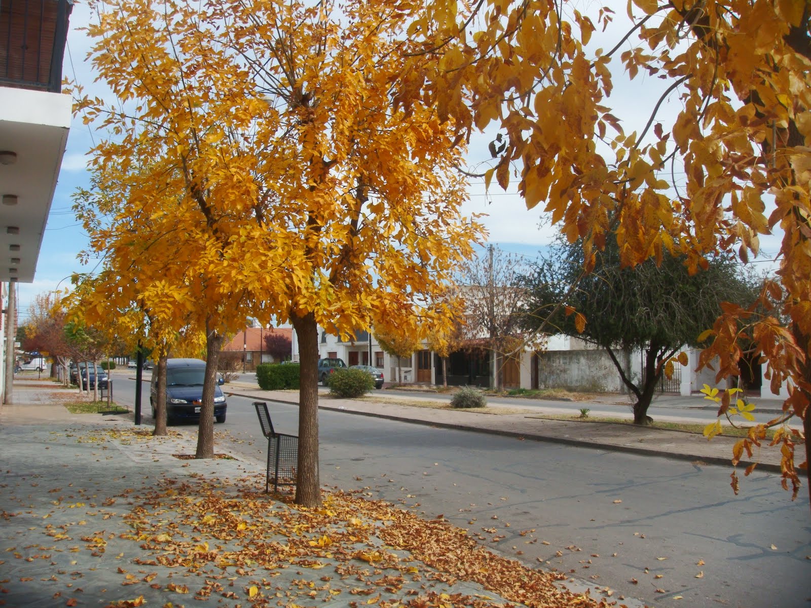 Jardinería Pampeana: TÉCNICA DE PLANTACIÓN PARA ÁRBOLES DE VEREDA