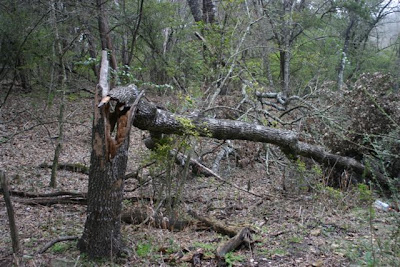 Nature Lessons: When the Strong Fall