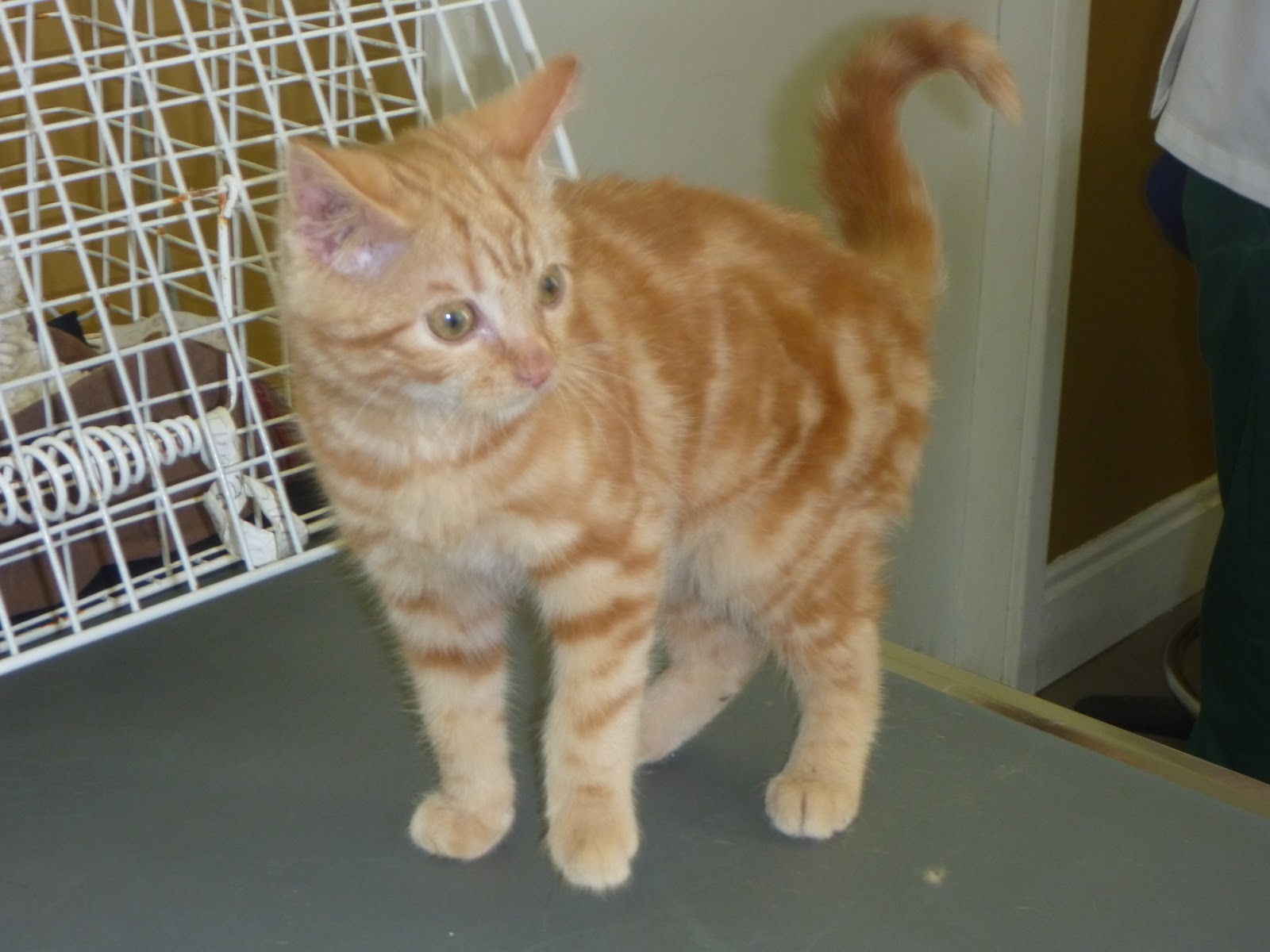 Cat Rescuing, Sunderland: STRAY AID