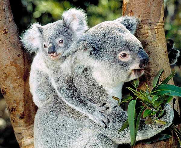 Colored Clovers: Koalas