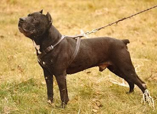 The Adventures of Two Pitbulls: Paging Dr. 90210