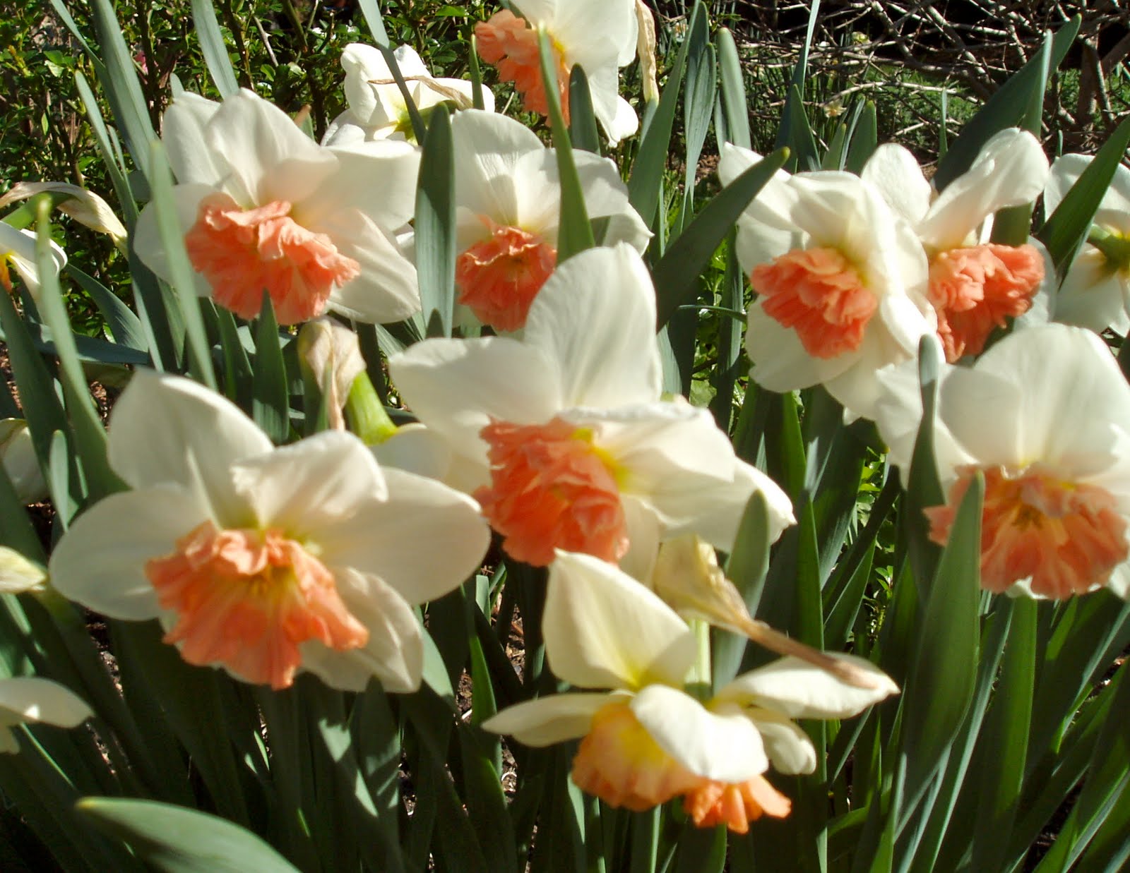 A Year In The Garden: Daffodil Daze