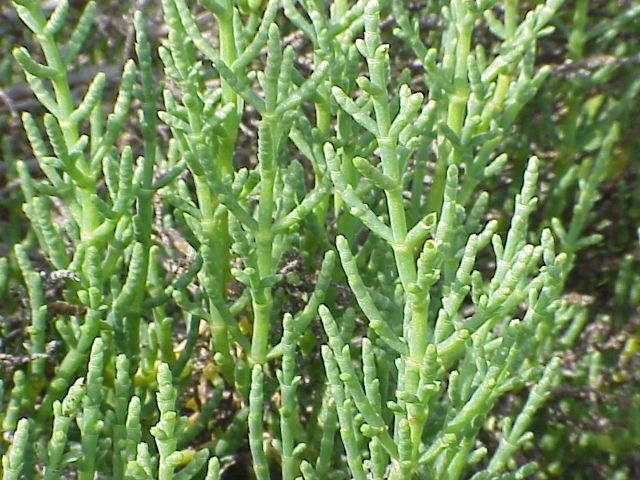 Lynn's Bucket of Shells: A sea pickle by any other name.