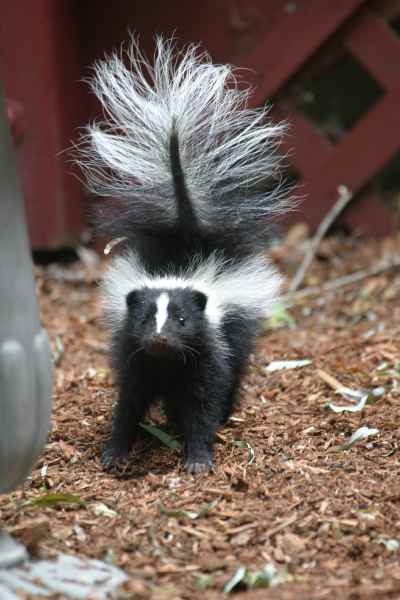 Tails of Tankene: a Norwegian Forest Cat: Baby Skunks