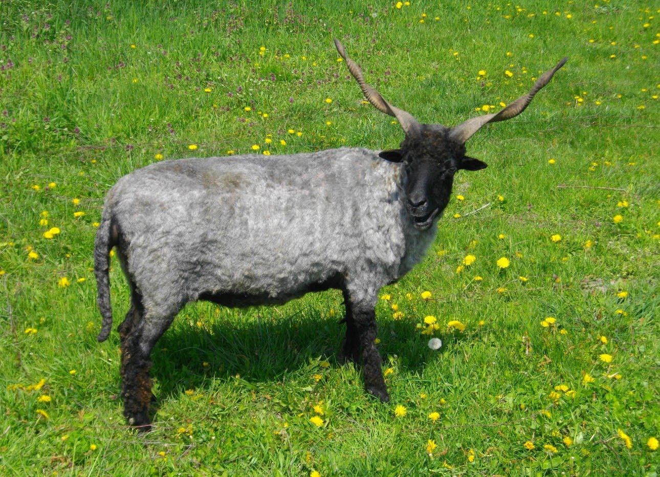 From Cedar Pond to Laughing Dove Farm : Racka~ Hungarian Sheep