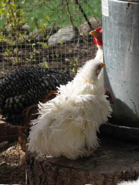 From Cedar Pond to Laughing Dove Farm : Frilly , Fluffy Chickens