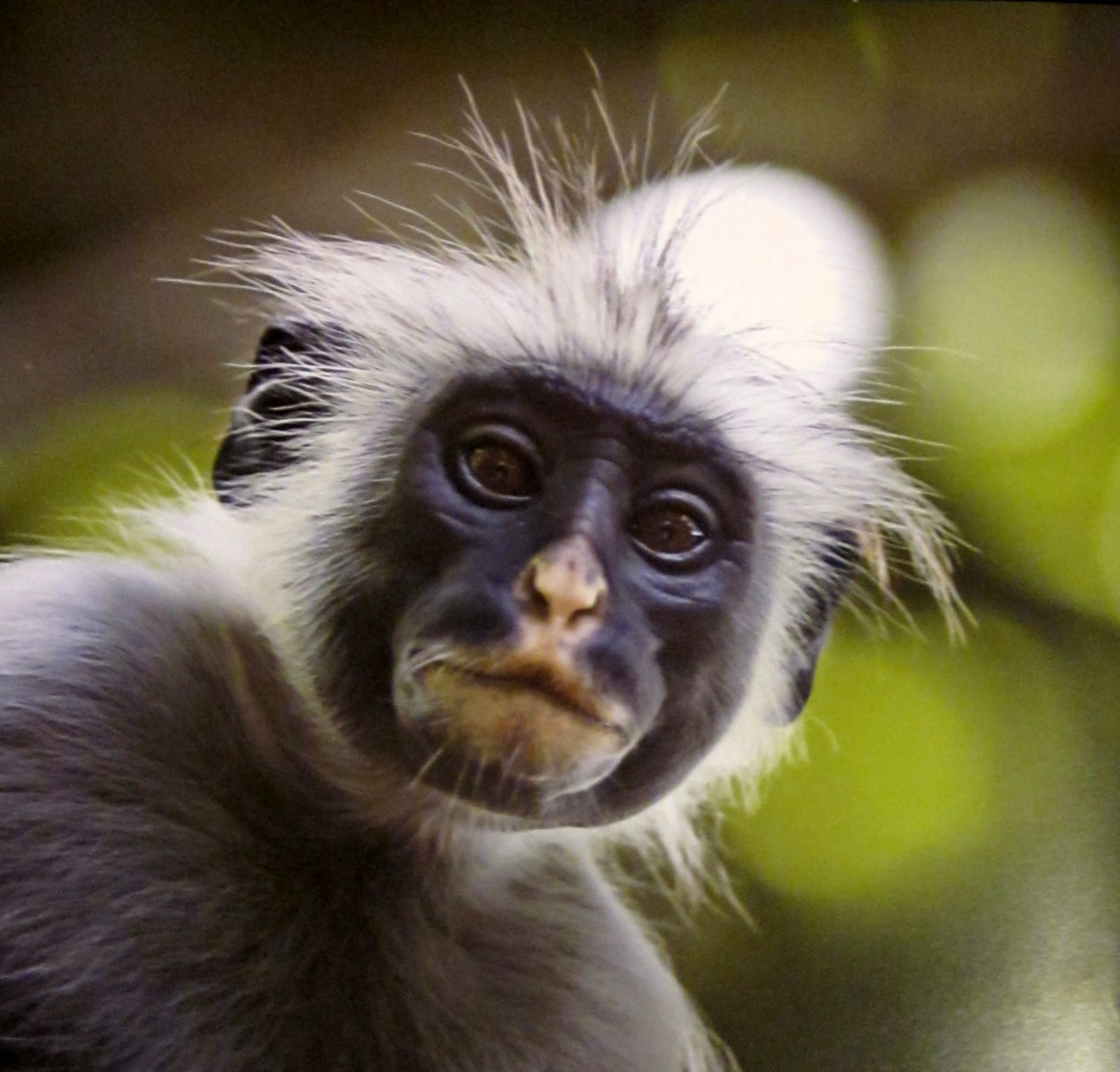 Leena Lumi: SAVANNI HENGITTÄÄ