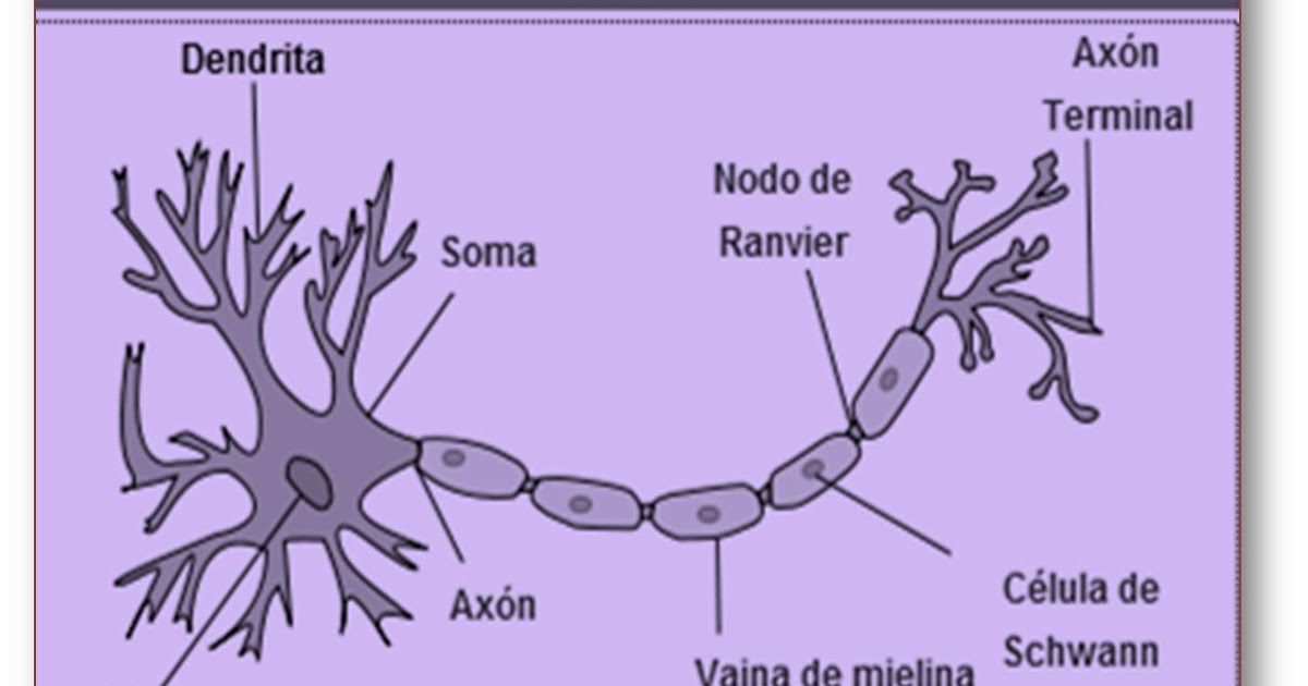 Manuel BlaCkCor INTELIGENCIA ARTIFICAIL Y FDDS: ¿¿¿¿que es una Dendrita ...