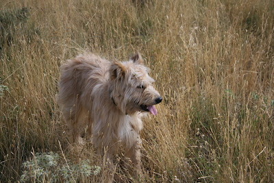 La historia de Sultán, una perra pastora. – Noguera de Albarracín