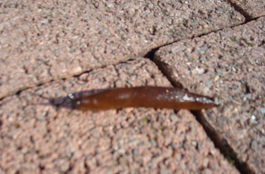 ROWDY IN GERMANY: Bells & Slugs