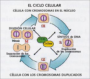 ciencias naturales: division celular