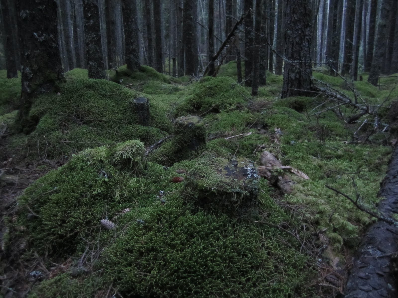 a year of getting up to meet the day: primordial forest