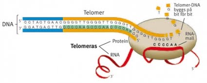 Struggles of a chemistry student: DNA- replikation