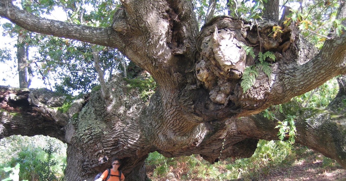 ARBOLES DE KARRANTZA Y DE OTROS LUGARES: roble - Oak tree