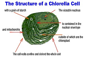 Chlorella ~ CriSiS