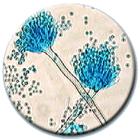 Aspergillus ~ CriSiS