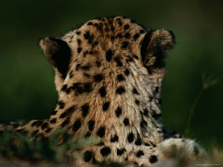 justcheetahs: Encarta - All About Cheetahs!