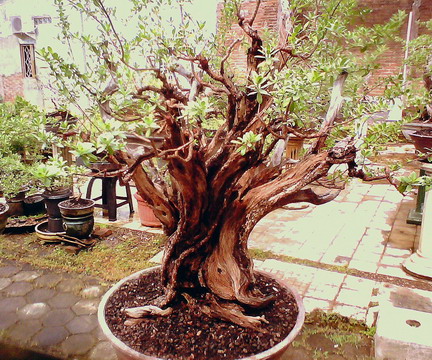 Bonsai-Stigi dan Ukiran berkolaborasi di sanggar Toti
