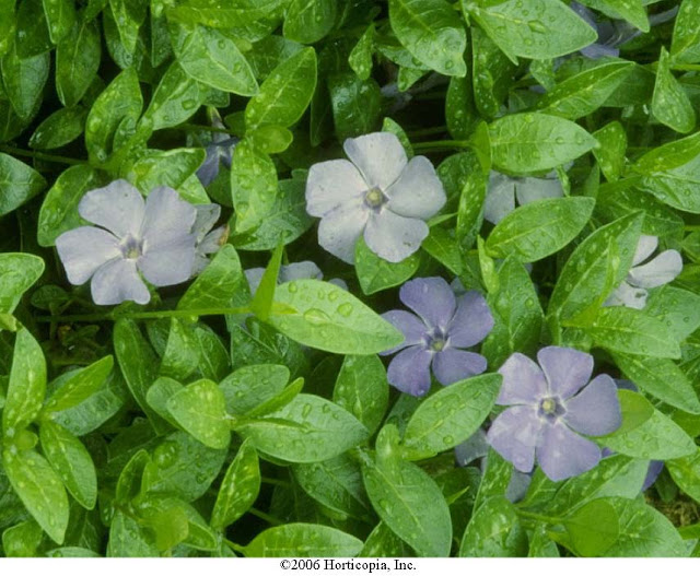 Beechwood Landscape Architecture and Construction: Common Periwinkle ...