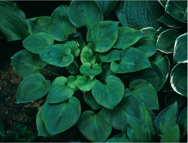 Beechwood Landscape Architecture and Construction: Day Of The Hosta