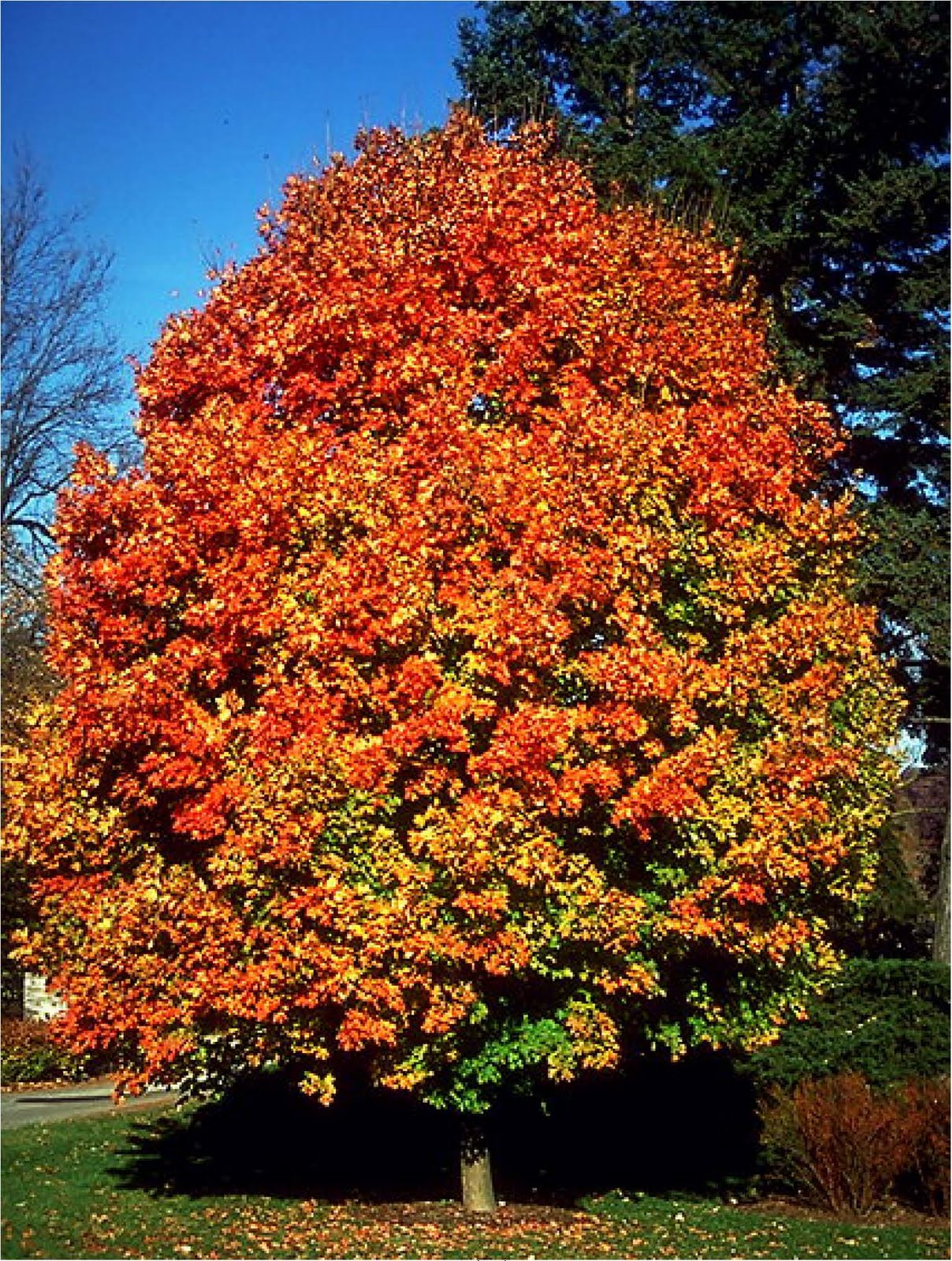 Beechwood Landscape Architecture and Construction: Deciduous Tree Of ...