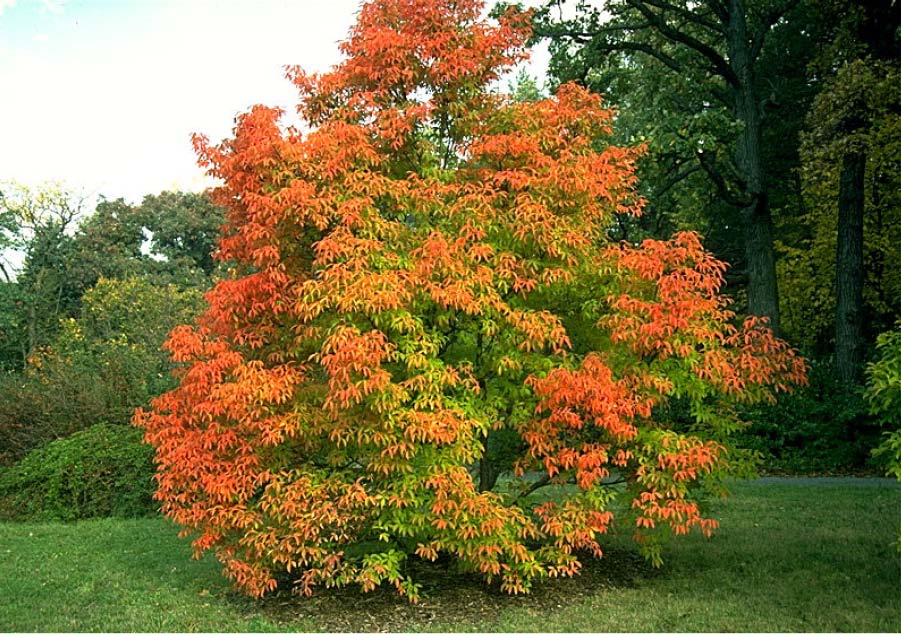 Beechwood Landscape Architecture and Construction: Three Flowered Maple ...