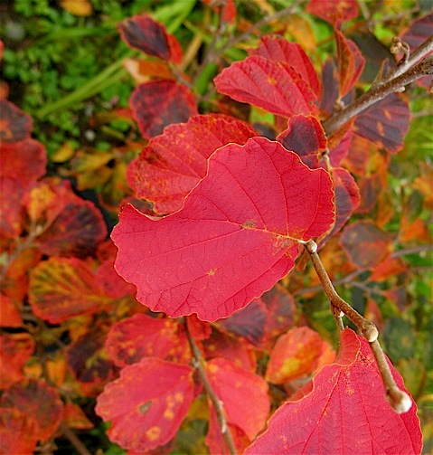 Beechwood Landscape Architecture and Construction: Jelena Witch Hazel ...