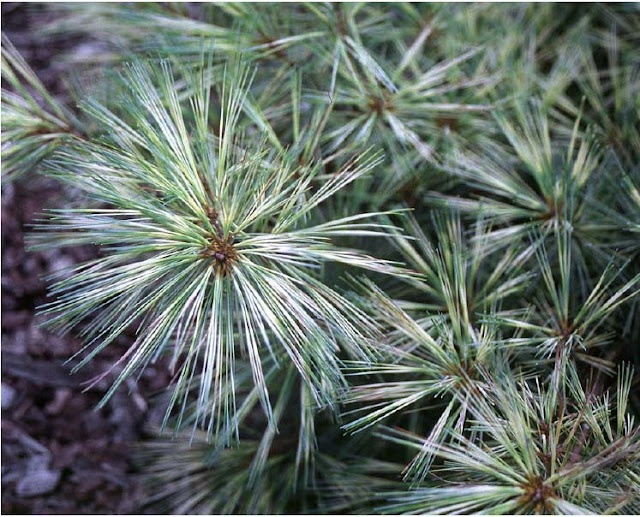 Beechwood Landscape Architecture and Construction: Dragon's Eye White ...