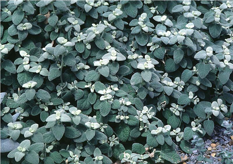 Beechwood Landscape Architecture and Construction: Ballota, Evergreen ...