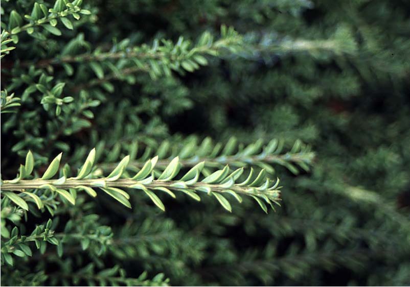 Beechwood Landscape Architecture and Construction: Alpine Totara ...