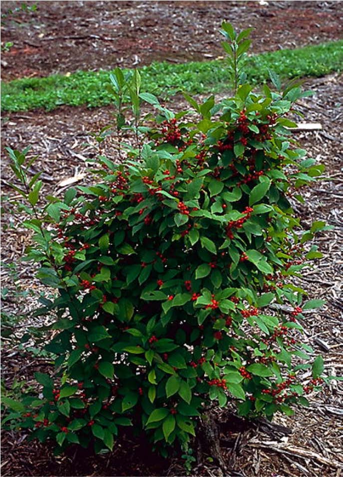 Beechwood Landscape Architecture and Construction: Winterberry Holly ...