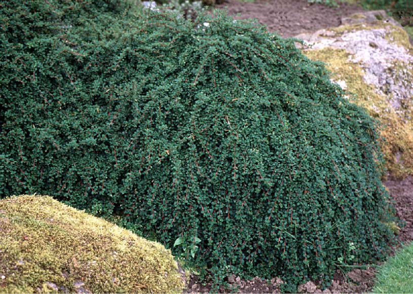 Beechwood Landscape Architecture and Construction: Cotoneaster ...