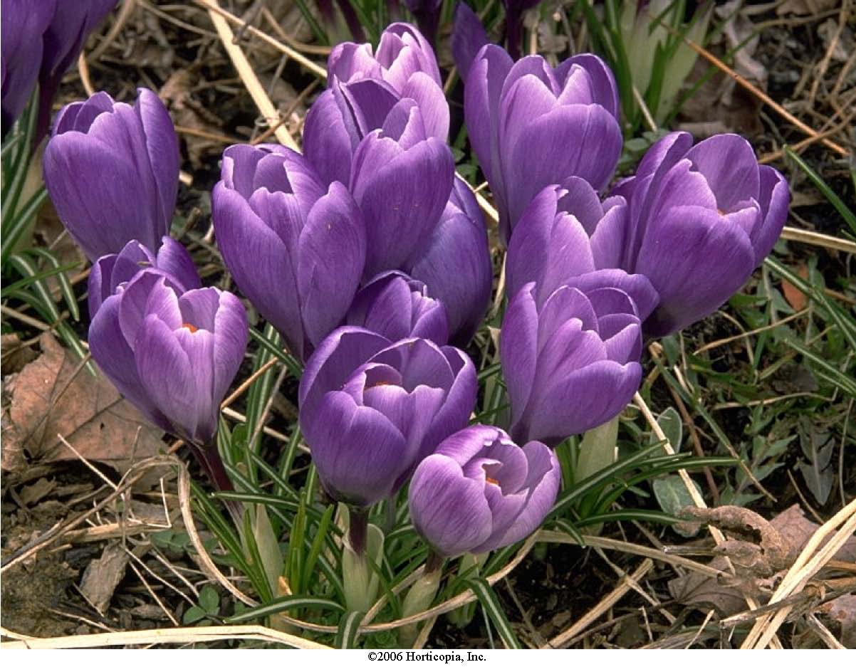 Beechwood Landscape Architecture and Construction: Dutch Crocus ...