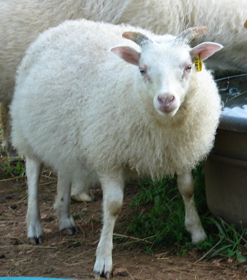 Losing Our Shirts, Keeping The Farm: Pretty Sheep