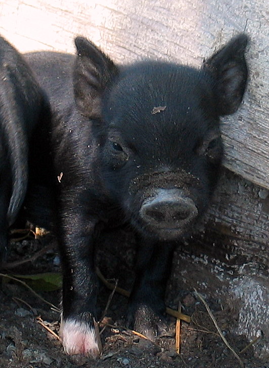 Losing Our Shirts, Keeping The Farm: Piglets: One Week Old Today!