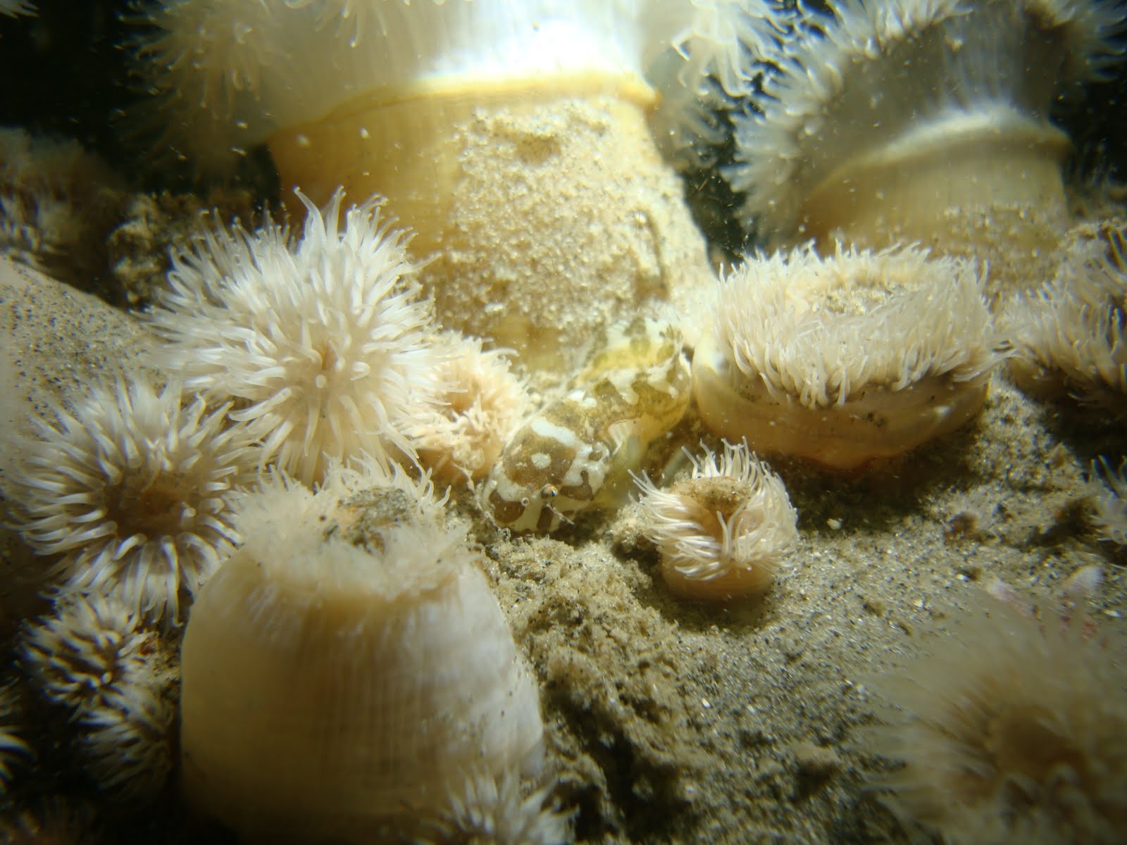 dishoekduikers 2014: 2010-07-03 Onderwaterfoto's van het duiken op het ...