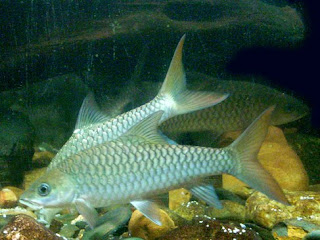 World of FISH: Blue Mahseer