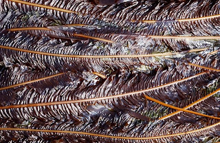 SEAWEED CULTURE: Alaria esculenta (Linnaeus) Greville