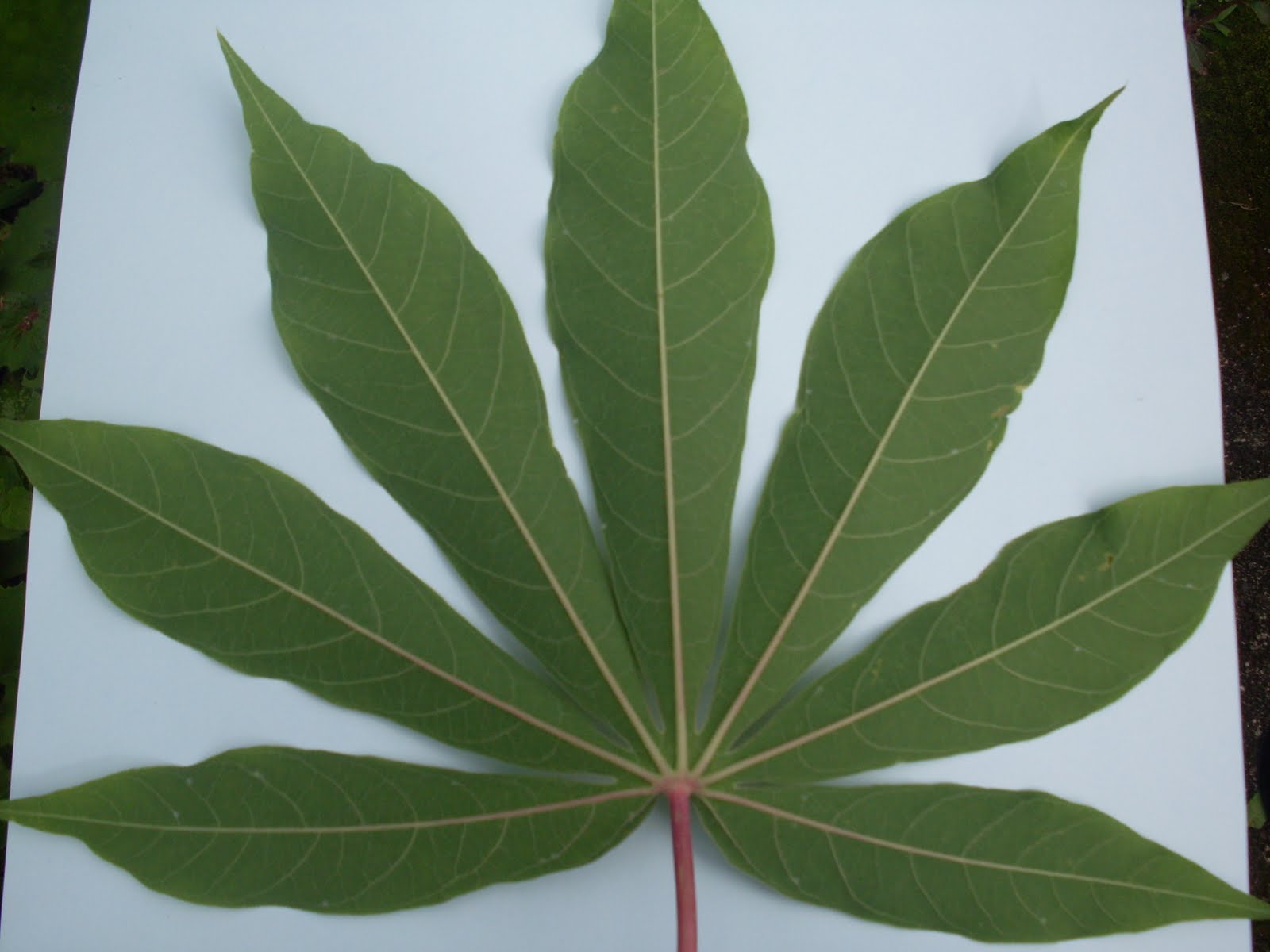 plantasalimenticias: yuca