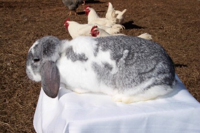 Yellow Wolf Farm: Hollywood and Dallas at the Rabbit Show