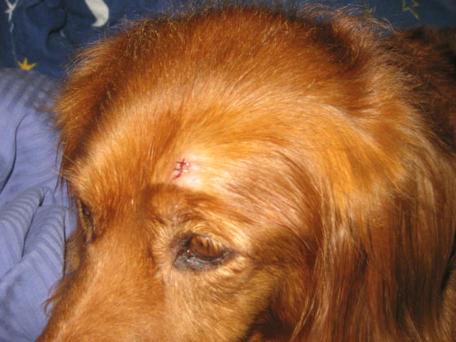 A Red Dog in the Red Rocks: Want To See My New Piercing?